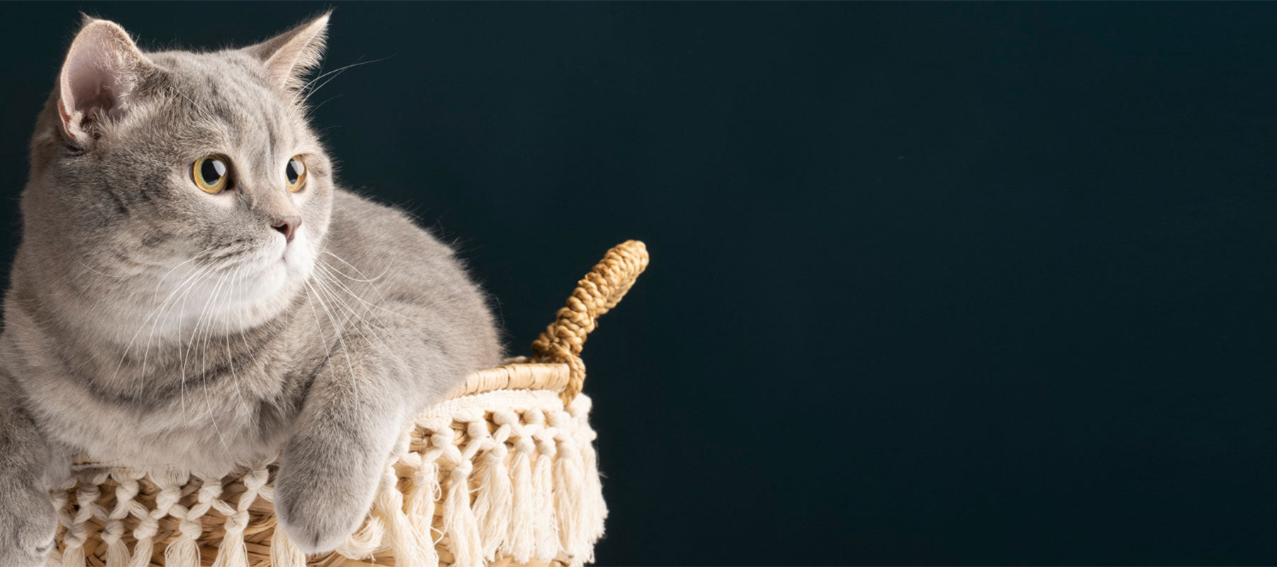 We Love Our Pets – We love our pets